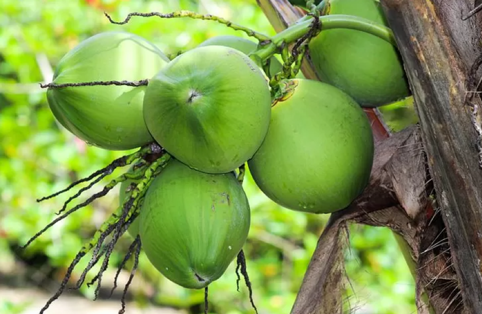 6 Different Types of Indonesia's Coconut Tree