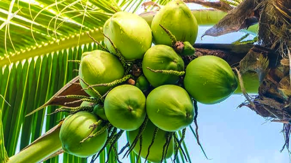 6 Different Types of Indonesia's Coconut Tree