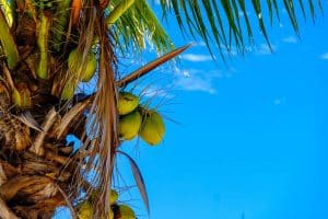 What is Coconut Sap? Learn How to Use and Process It!